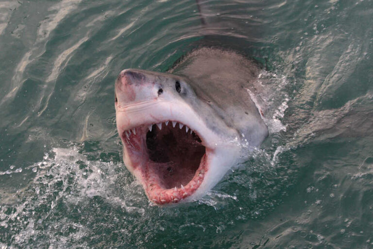 Shark Attack Just As U.S. Beach Season Starts?! | DC Watchdog