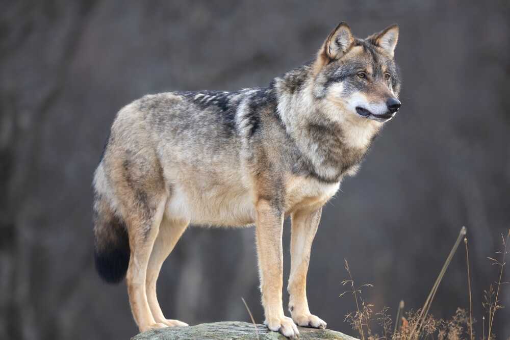 Killing Rocks Yellowstone’s Famous Wolf Pack | DC Watchdog